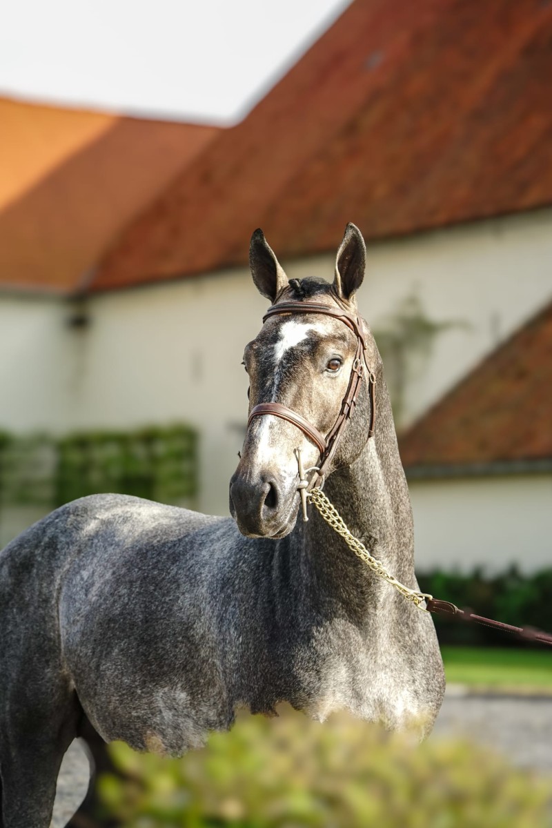 Devos Stables - Hurricane DV Z