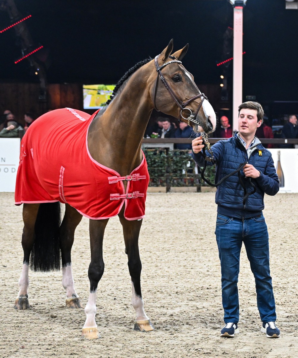 Devos Stables - Prestige vh Kluizebos - 'Elite' stallion for BWP